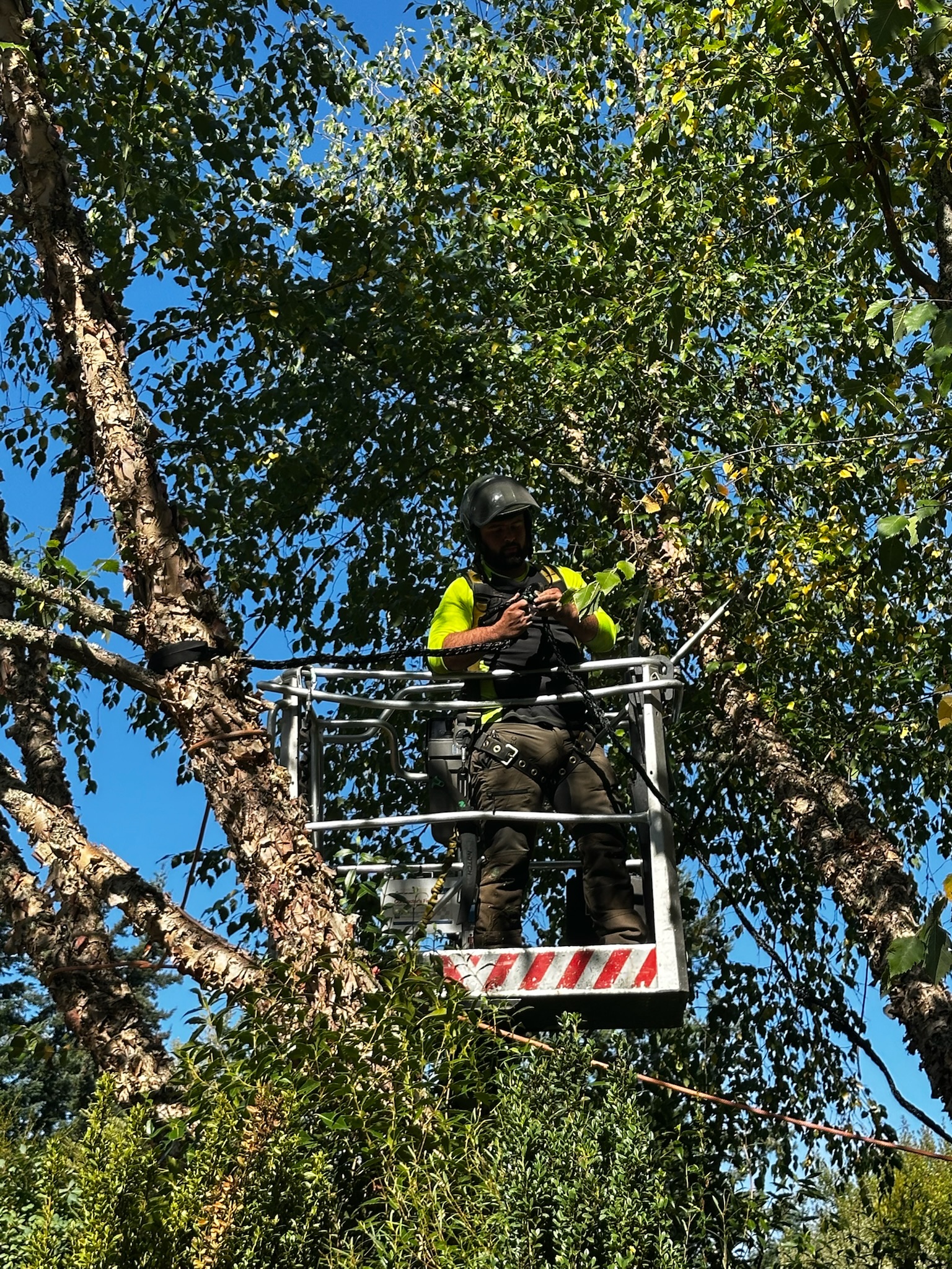 Case Study: Pruning a River Birch Tree in Kingston WA - ClearTree